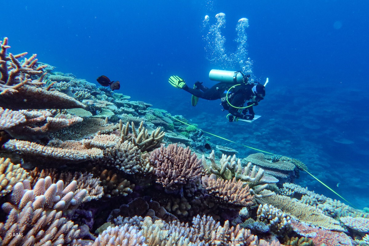 Australia’s Reef faces fastest decline